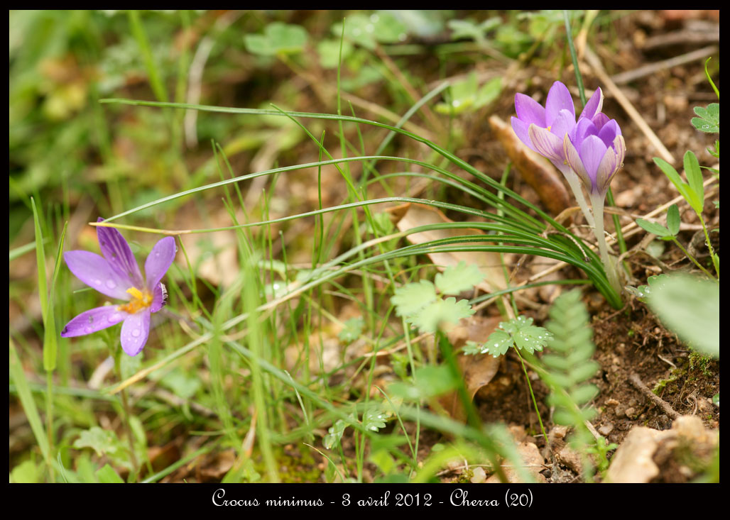 Crocus minimus